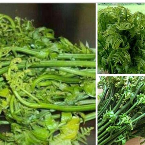 Pakis Sayur Segar Kg Sayur Pakis Lazada Indonesia