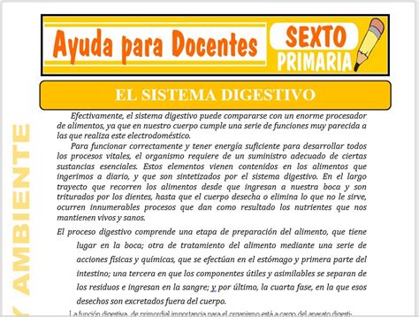 El Sistema Digestivo Para Sexto De Primaria Ayuda Para Docentes