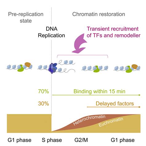 Proteomic Profiling Reveals Distinct Phases To The Restoration Of