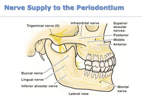 Intro To Periodontics Flashcards Quizlet