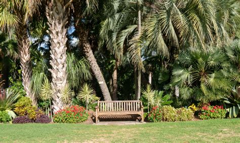 Different Types Of Palm Trees With Pictures And Names