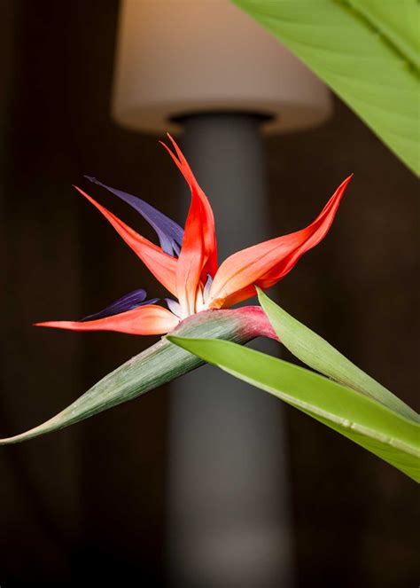 Pianta Sterlizia La Pianta Tropicale Artificiale Di Qualit Arte Fiore