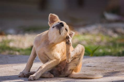 Il mio cane si gratta e ha prurito perché e cosa fare