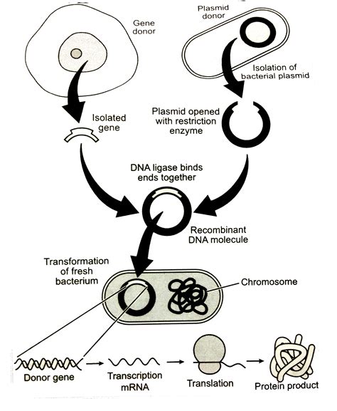 Recombinant Dna Diagram