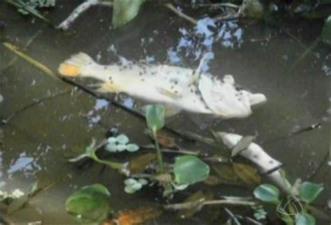 G1 Peixes de várias espécies aparecem mortos em lago de Mato Grosso