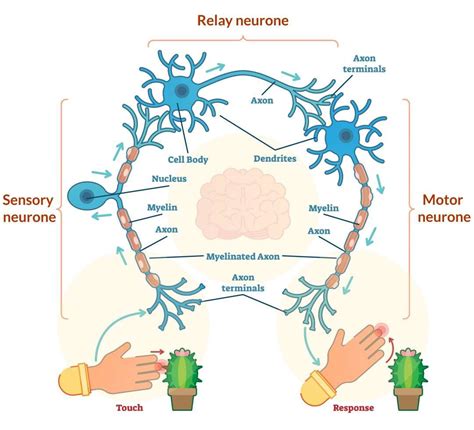 Reflex Arc Gcse Biology Revision