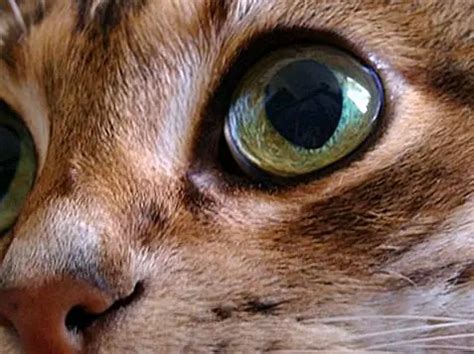 Langage corporel félin Qu est ce que votre chat essaie de vous dire