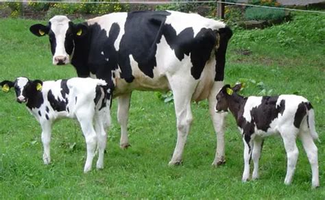 Aprender Sobre 49 Imagem Fotos De Vacas Br Thptnganamst Edu Vn