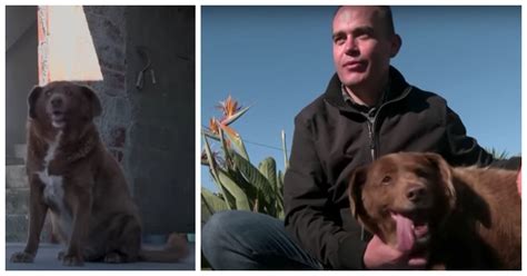 Ha 31 anni ed è il cane più anziano del mondo la storia di Bobi