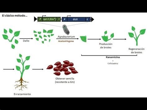 Transformación genética de plantas por Agrobacterium Parte 3 YouTube