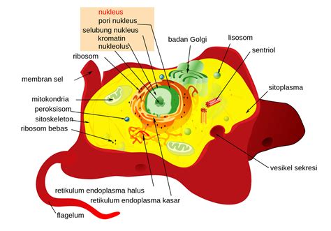 Gambar Sel Hewan Dan Sel Tumbuhan Beserta Fungsinya Materi Kimia
