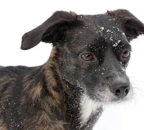 Por qué mi perro tiene caspa 8 pasos