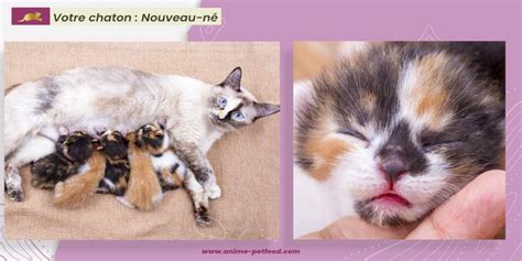 Soins Nutritionnels Des Jeunes Chatons Jusqu Semaines