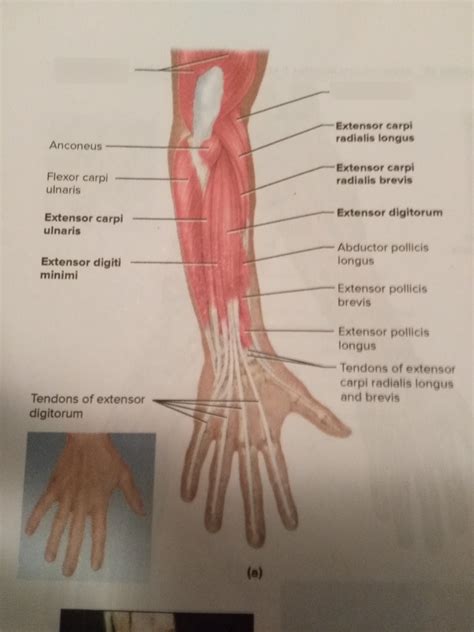 Superficial Extensor Muscles Of The Forearm Diagram Quizlet