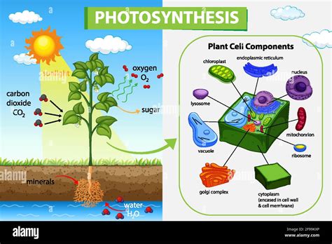 Diagram Showing Process Of Photosynthesis In Plant Illustration Stock