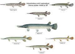Poster de Peixes Galeria de Peixes de Água Doce Aquariofilia Net