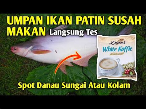 Umpan Ikan Patin Paling Jitu Kolam Harian Danau Sungai Langsung