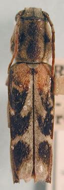 Cerambycidae Species Details
