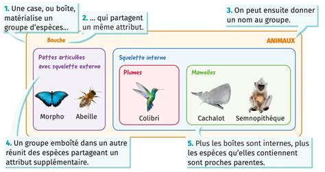 Classer les êtres vivants Lelivrescolaire fr