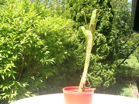 Wie heißen diese Blumen und wie pflegt man sie Hausgarten net