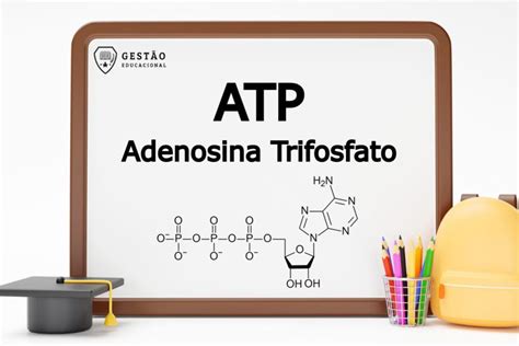 ATP Adenosina Trifosfato O que é Qual sua função