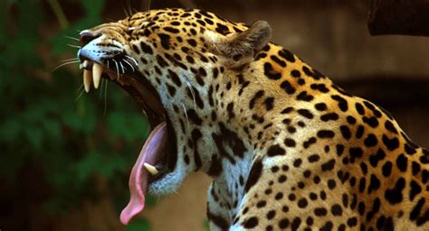 Imágenes de Jaguares Bonitas Cuida el Planeta y sus Animales