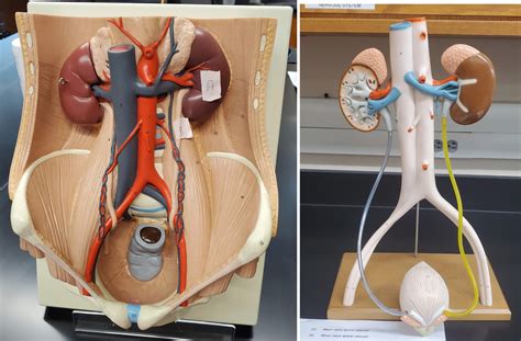 Lab Practical Urinary System Diagram Quizlet