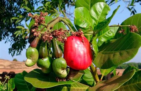 Comidas T Picas Do Nordeste Pratos De Dar Gua Na Boca