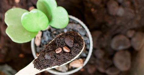 Cómo reutilizar los posos de café en el huerto y el jardín