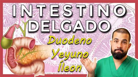 ANATOMÍA del INTESTINO DELGADO Duodeno yeyuno íleon Repaso ANATOMÍA