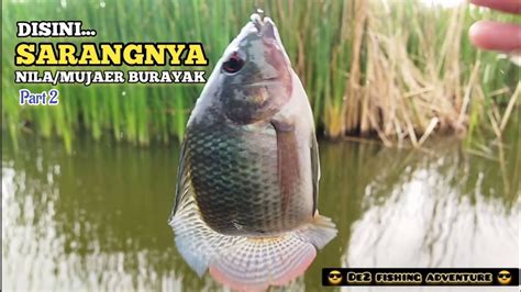 Disini Sarangnya Ikan Nila Mujaer Burayak Part Empang H Diman