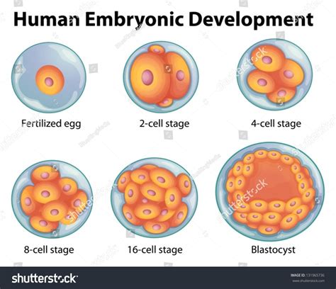Illustration Showing Stages Human Embryonic Development Stock Vector