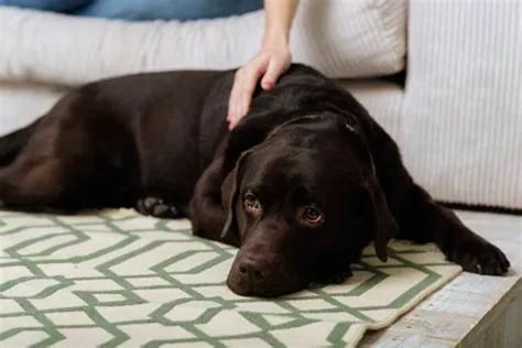 Los principales síntomas de un perro enfermo