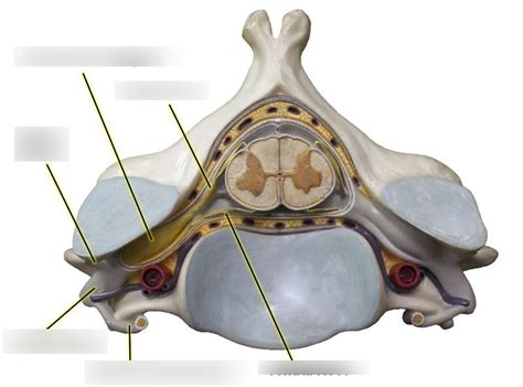 Lab Chapter Spinal Nerve Diagram Quizlet