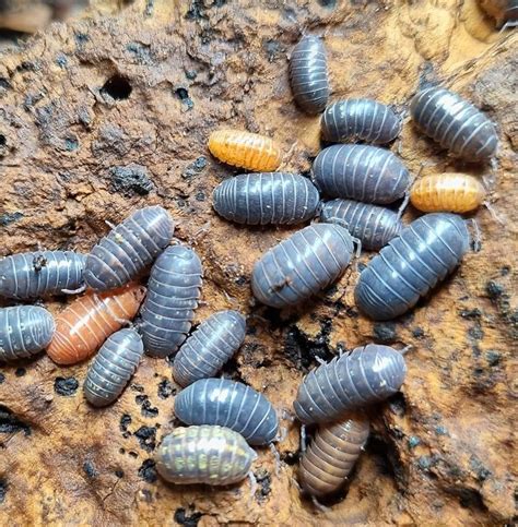 Armadillidium Vulgare Mixed Colours Common Pill Woodlouse Tub Of