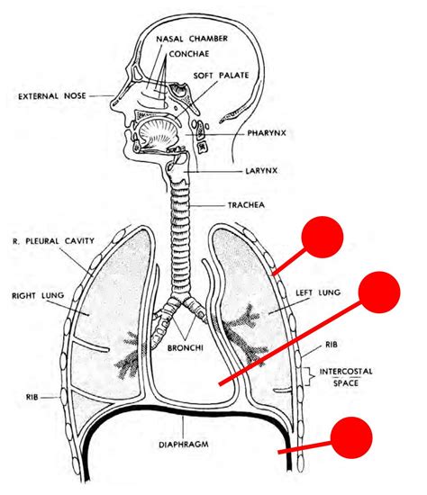 Images 07 Respiratory System And Breathing Basic Human Anatomy
