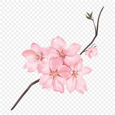 Sakura Watercolor PNG Picture Watercolor Pink Sakura Flower