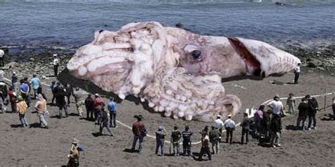 160 Foot Giant Squid Hoax Fools Facebook Twitter And Chinese Newspaper