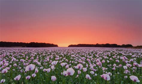Hd Flower Meadow Wallpaper