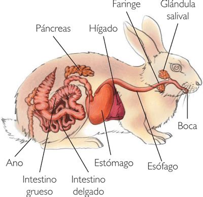 aparato digestivo conejo Veterinario Exóticos