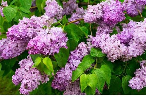 Low Maintenance Shrubs Perfect For The Front Of The House Artofit