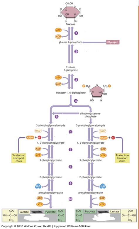 Glycolysis Enzymes Diagram Quizlet