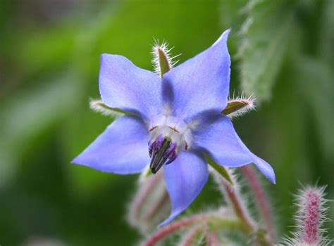 Bourrache officinale informations Fleurs sauvage du Québec