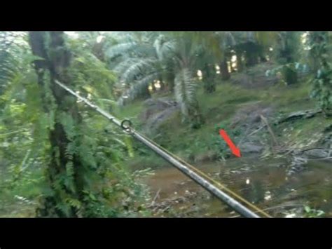 DAHAN SAWIT JADI SARANG IKAN GABUS CASTING IKAN GABUS YouTube