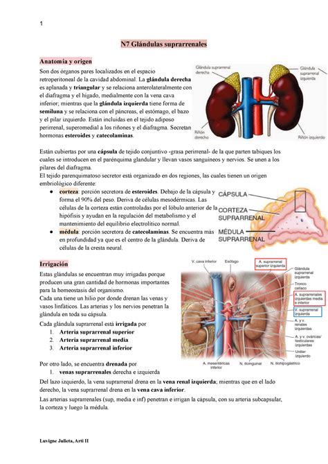 N7 Glándulas suprarrenales N7 Glándulas suprarrenales Anatomía y