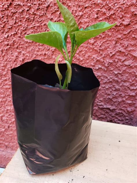 Alm Cigo De Pimiento