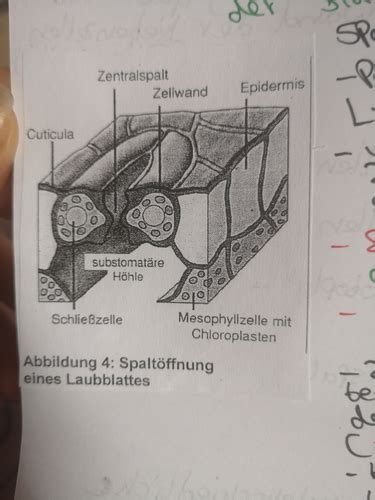 Botanik Besonderheiten Der Epidermis 1 Flashcards Quizlet