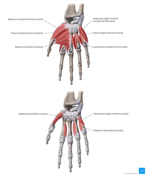 Diagram Pictures Muscles Of The Hand Anatomy Kenhub Hand Anatomy