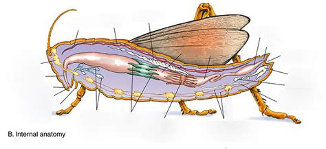 Internal Parts Of A Grasshopper