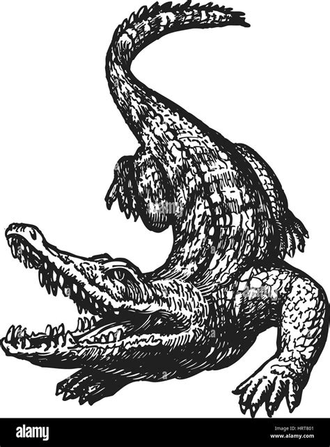 Gator Open Mouth Banque Dimages Vectorielles Alamy